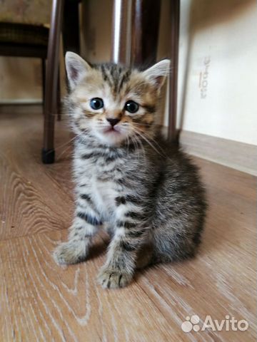 Две девочки от помеси британки