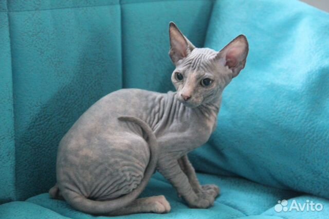 Донской сфинкс девочка