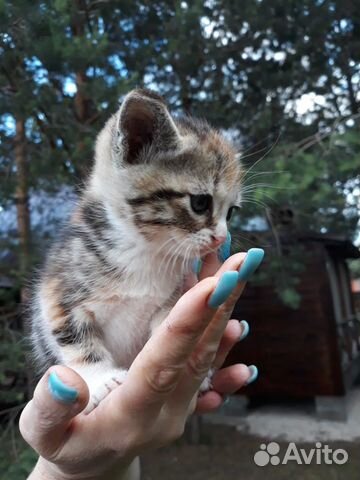 В добрые и ответственные руки