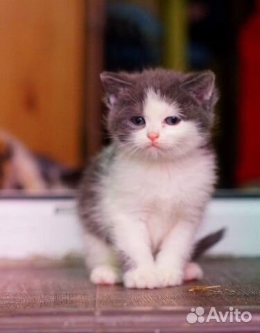 Европейские котята