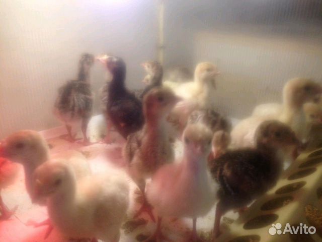 Бройлер, перепел