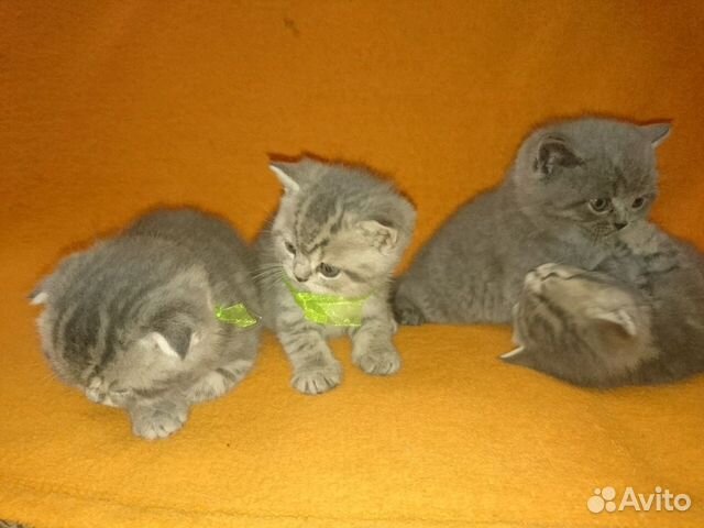 Плюшевые шотландские вислоухие