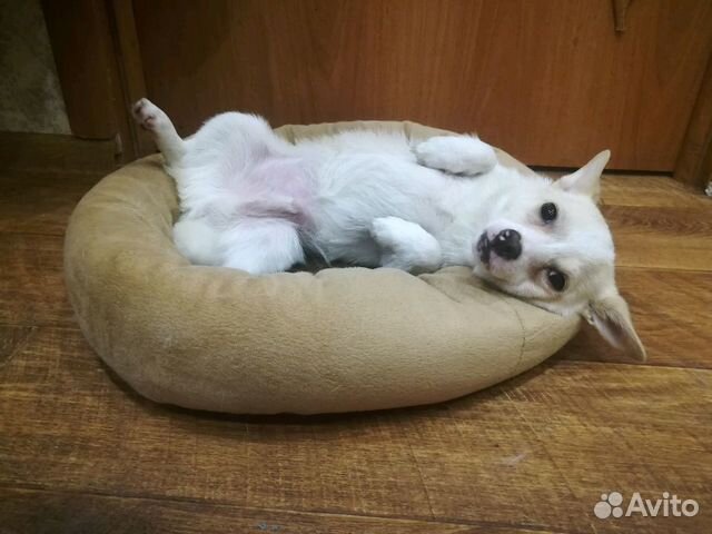 Собака
