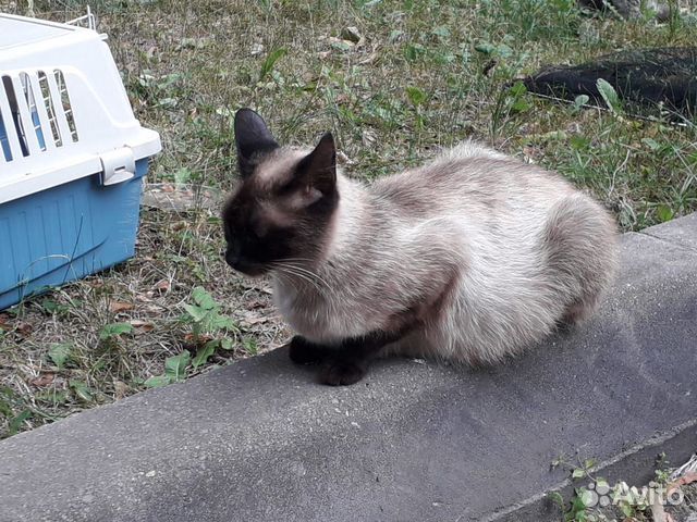 Помогите нужна передержка тайской беременной кошке