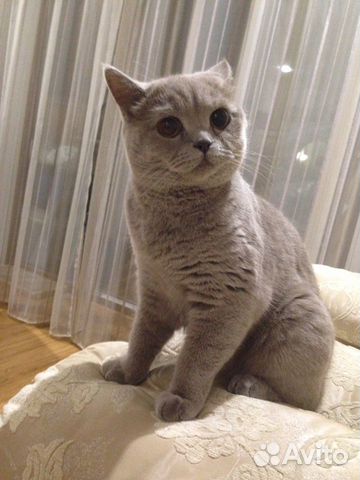 Кошка Британка в дар