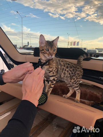 Котята от заводчика