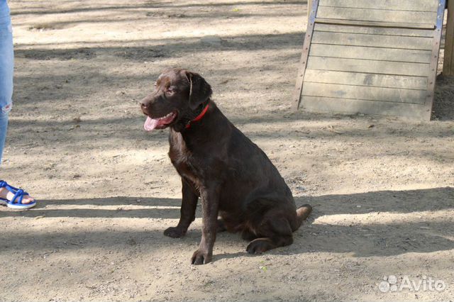 Шоколадный лабрадор