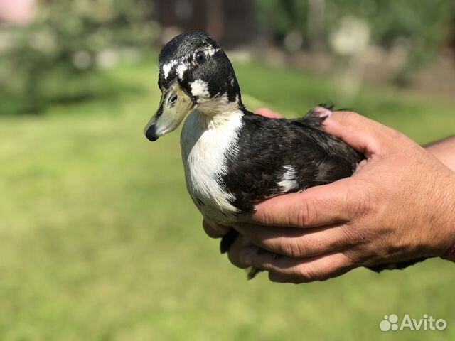 Карликовые утки