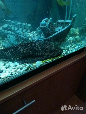 Птерогоплихт сомик