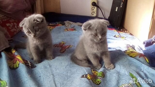 Шотландская