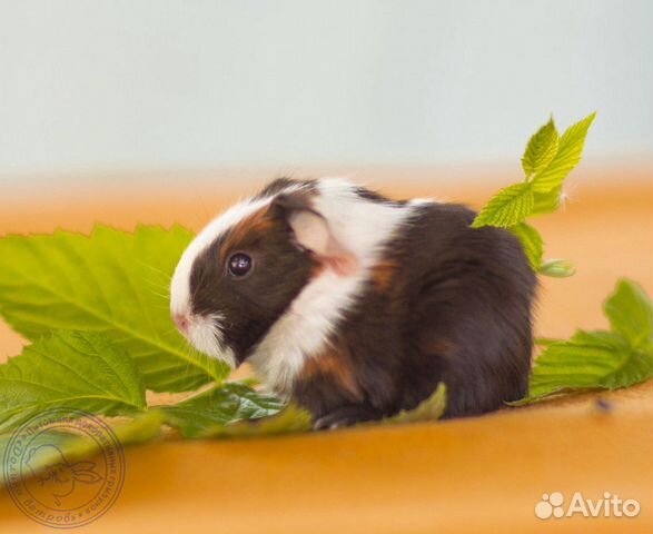 Девочка, морская свинка шоколад, золото, белый