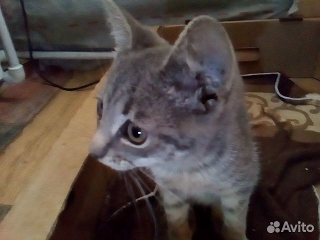 Серый полосатый котенок в заботливые руки