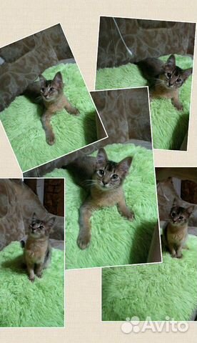Сомалийский кот