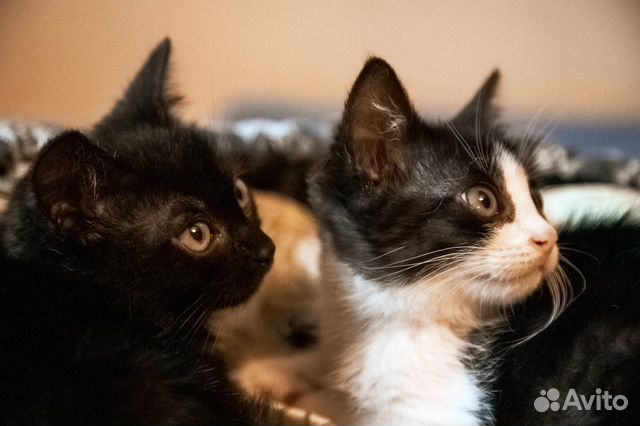 Малявочки Филипок и Симочка в добрые руки