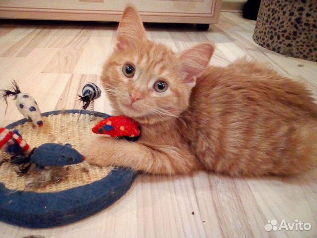 Котёнок рыжий Амур