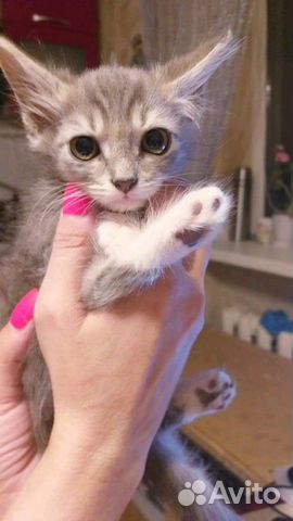 Котенок