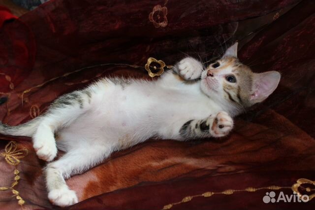 Котенок очень милый и классный