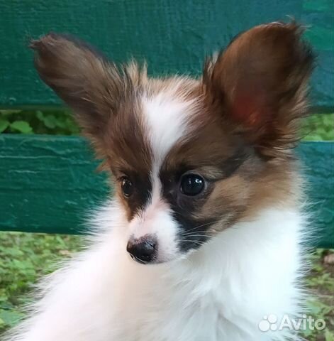 Прелестная папийоночка, родословная РКФ