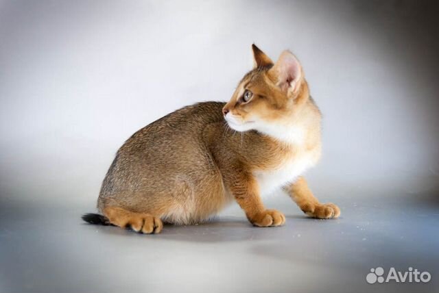 Котик чаузи ф1