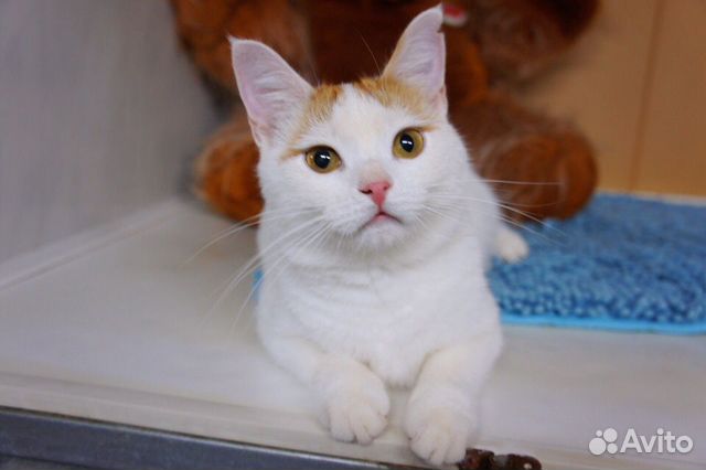 Котик Бонифаций ищет дом