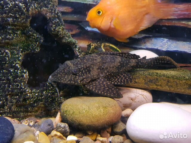 Парчевый сом