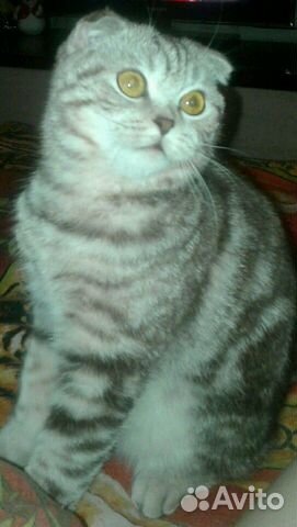 Кошка британская вислоухая