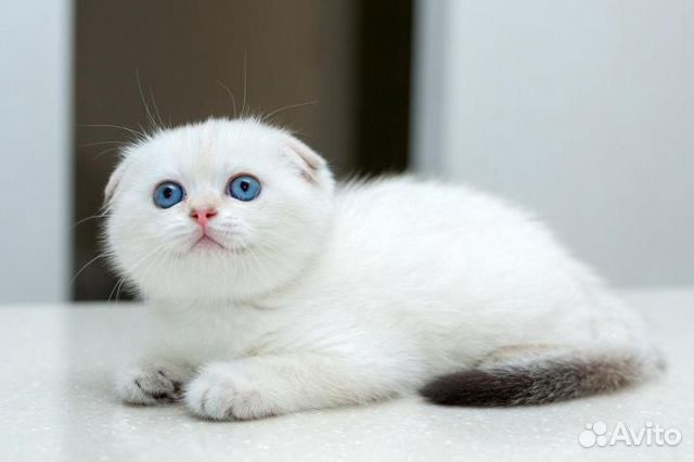 Вислоухие котята