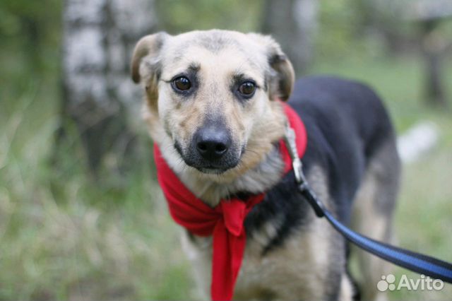 Отдам в добрые руки скромную собаку Соню