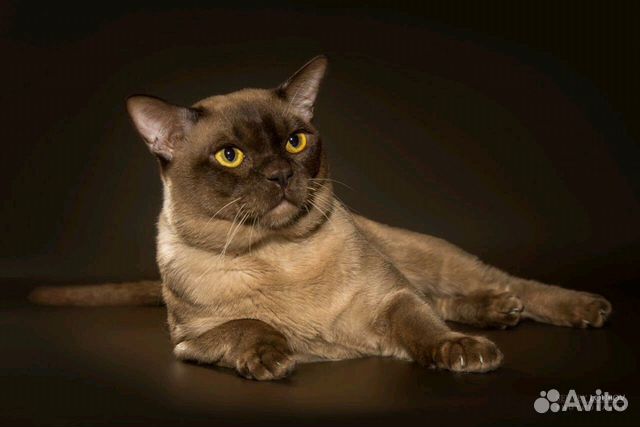 Вязка. Бурма Европейская