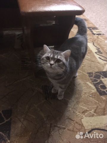 Британский кот