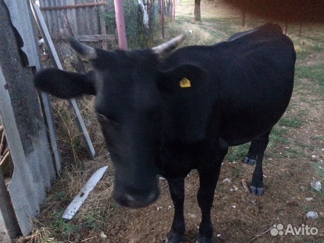 Продаются коровы