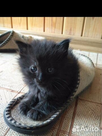 Котята