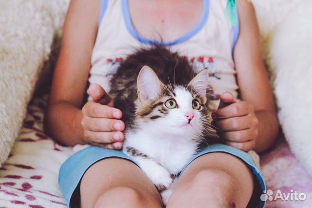 Котенок Джасстин ищет дом