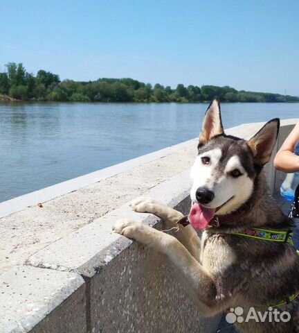 Собака в добрые руки