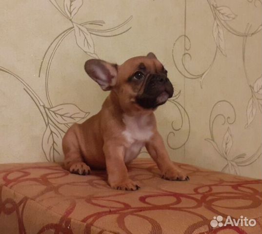 Маленький проказник