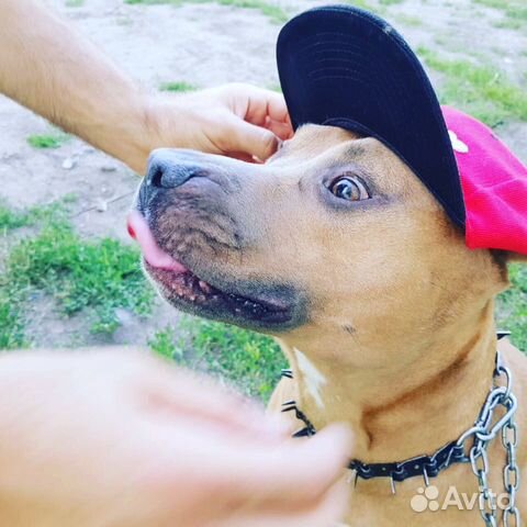 Питбуль вязка