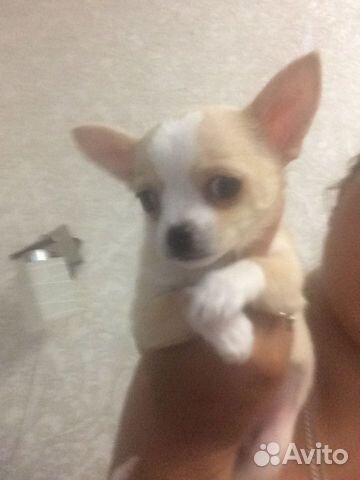 Продается девочка чишка