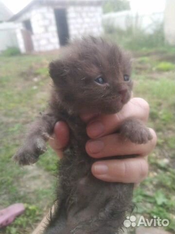 Котенок - шоколадка
