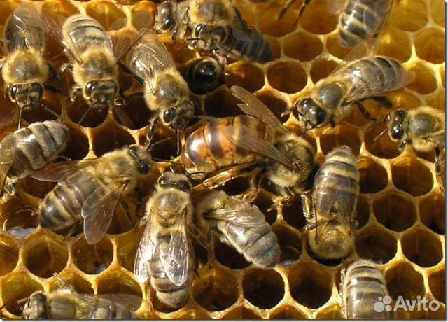 Пчелосемьи