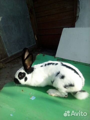 Самка от немецкого пестрого великана