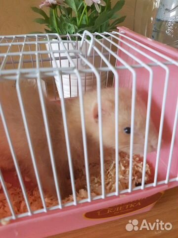 Молодой хорёк (самка) +переноска