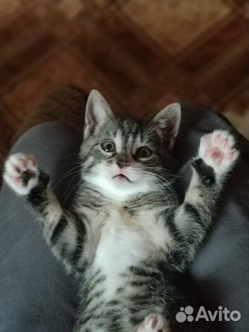 Отдам в добрые руки