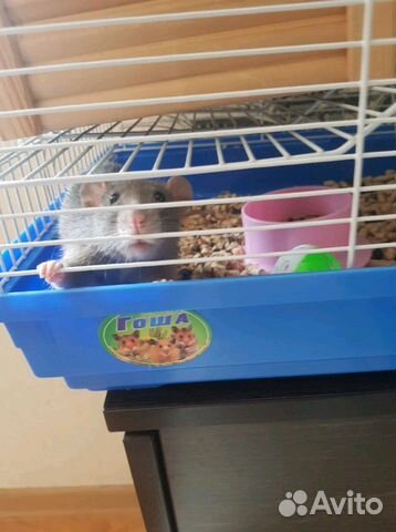 Крыса (девочка) вместе с клеткой