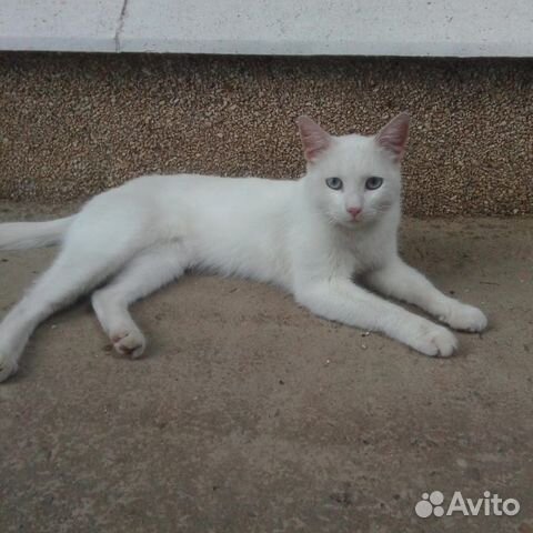Котик