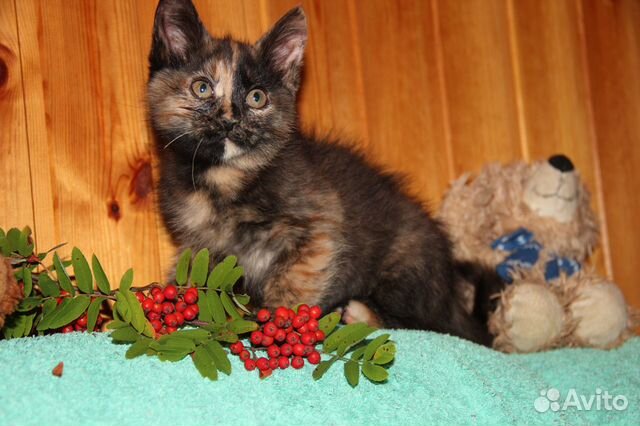 Крошка черепашка очаровашка в добрые ручки