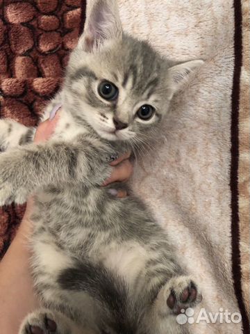 Котятки ищут хозяев