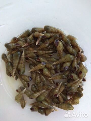 Улитки- отдам в хорошие руки