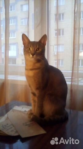 Котята от абисинской кошки