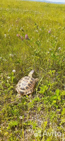 Продам черепаху