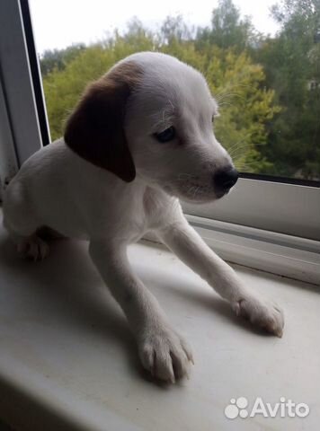 Щенок Джек (Парсон) Рассел терьер